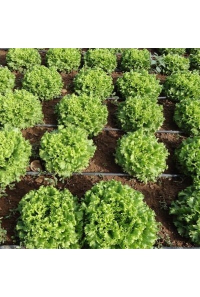 OnlineBahçem Green Curly Kıvırcık Marul Fidesi (5 Adet)