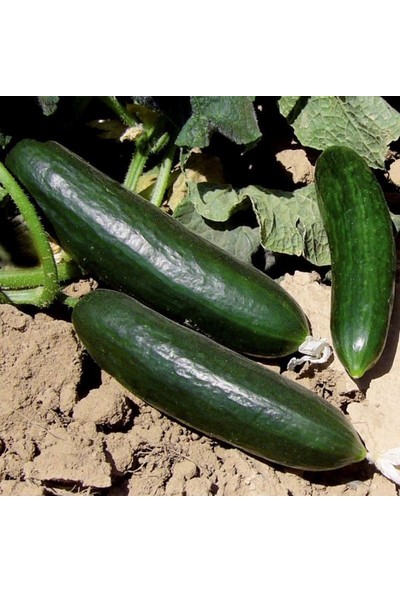 OnlineBahçem Anadolu Oturak Salatalık Fidesi (5 Adet) OnlineBahçem Anadolu Oturak Salatalık Fidesi (5 Adet)