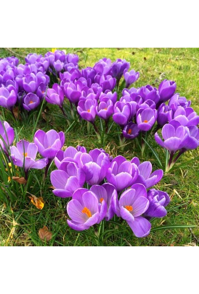 OnlineBahçem Grand Maitre Eflatun Renkli Çiğdem Soğanı (5 Adet) OnlineBahçem Grand Maitre Eflatun Renkli Çiğdem Soğanı (5 Adet)