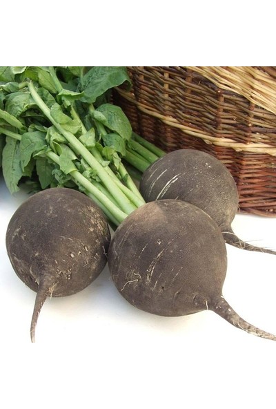 OnlineBahçem Black Bomb Siyah Turp Fidesi (5 Adet) OnlineBahçem Black Bomb Siyah Turp Fidesi (5 Adet)