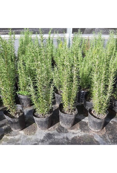 OnlineBahçem Aromatik Saksılık Biberiye Fidesi (3 Adet) OnlineBahçem Aromatik Saksılık Biberiye Fidesi (3 Adet)