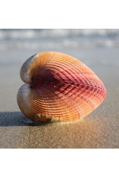 Brown Cochles Kapaklı / Orta Brown Cochles Kapaklı / Orta