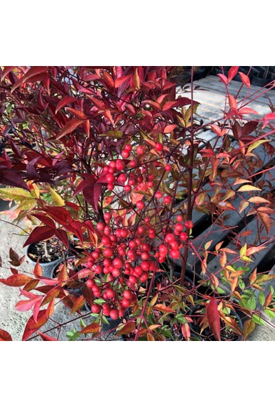 Fidan Sepetim Cennet Bambusu Bitkisi Nandina Domestica Fidan Sepetim Cennet Bambusu Bitkisi Nandina Domestica