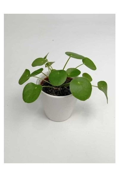 OSedyaTarım Baby Pilea OSedyaTarım Baby Pilea