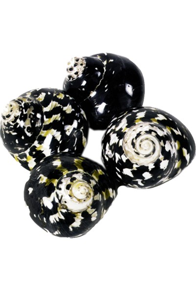 Turkuaz Hediyelik Cıttarıum Pıka Polıshed 2,5 Turkuaz Hediyelik Cıttarıum Pıka Polıshed 2,5