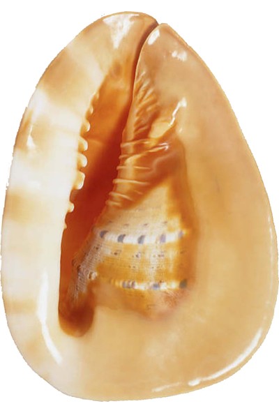 Turkuaz Hediyelik Cassis Cornuta 12