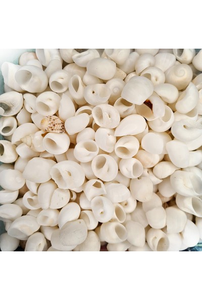 Deniz Kabuğu 500 gr Paket Moonshell