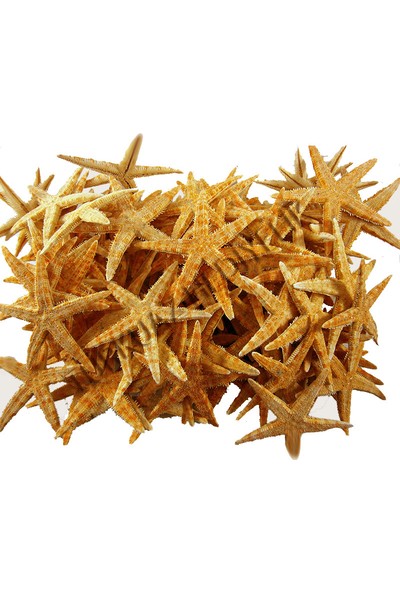 Turkuaz Hediyelik Gerçek Deniz Yıldızı 3,00-4,50 Cm-10'lu Paket