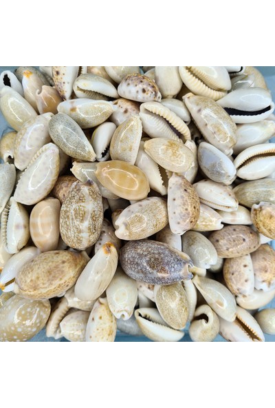 Deniz Kabuğu 500 gr Paket Cyprea Lynux