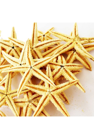 Turkuaz Hediyelik Gerçek Deniz Yıldızı 7,5-9,5 Cm-10'lu Paket