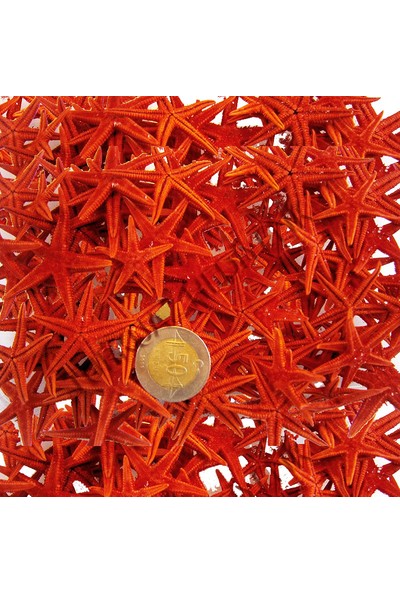 Turkuaz Hediyelik Gerçek Deniz Yıldızı 2-3 cm - Kırmızı-10'lu Paket
