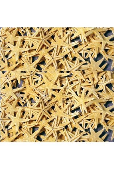 Turkuaz Hediyelik Gerçek Deniz Yıldızı 2-3 Cm-Naturel-10'lu Paket