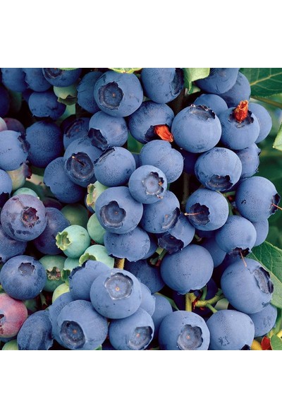 Fidan Sepetim 3 Yaş Bluecrop Çeşiti Yaban Mersini Fidanı