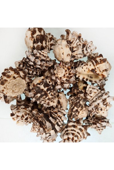 Deniz Kabuğu 500 gr Paket Vassam