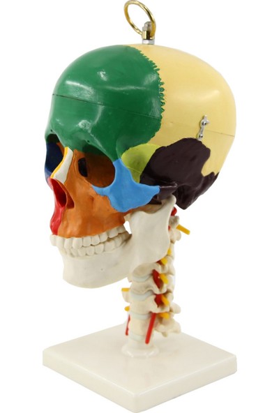 ECE Servikal Omurga Üzerinde Kafatası Modeli 4 Parça ECE Servikal Omurga Üzerinde Kafatası Modeli 4 Parça