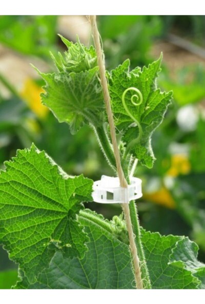 Cmr Şeffaf Bahçe Klipsi Cmr Sera Klipsi Domates Klipsi 250'li Cmr Şeffaf Bahçe Klipsi Cmr Sera Klipsi Domates Klipsi 250'li