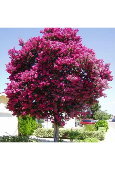 İdea Bahçe Tüplü Cezbedici Pembe Renkli Oya Ağacı Fidanı 70-120 Cm İdea Bahçe Tüplü Cezbedici Pembe Renkli Oya Ağacı Fidanı 70-120 Cm