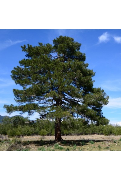 İdea Bahçe Tüplü Pinus Brutia Kızılçam Fidanı İdea Bahçe Tüplü Pinus Brutia Kızılçam Fidanı