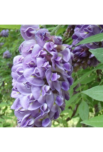 İdea Bahçe Yoğun Kokulu Wisteria Amethyst Falls Fuşya Rengi Mor Salkım Fidanı
