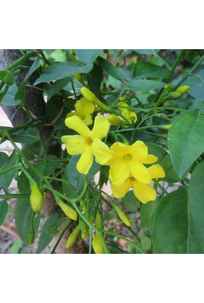 İdea Bahçe Tüplü Azaela Açeyla Çiçeği Fidanı