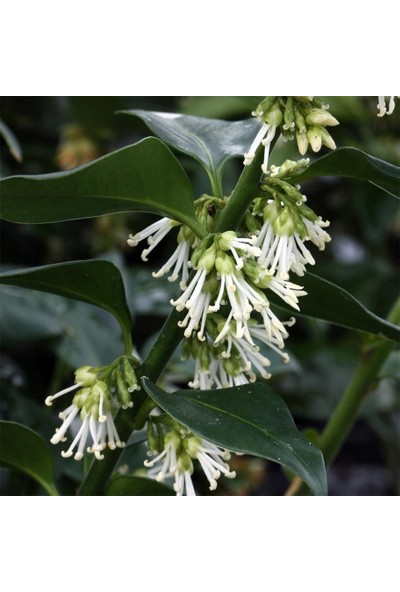 İdea Bahçe Tüplü Yoğun Kokulu Parfüm Kutusu Sarcococca Fidanı