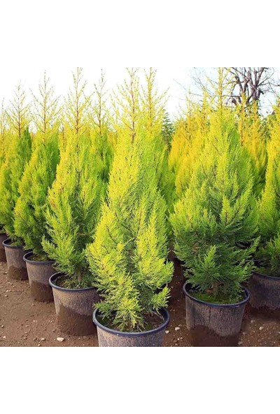 İdea Bahçe Tüplü Limoni Servi Fidanı 200-250 Cm