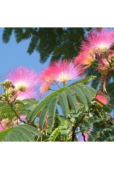 İdea Bahçe Tüplü A. Julibrissin Gülibrişim Ipek Ağacı Fidanı 80-120 Cm