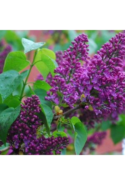 İdea Bahçe Tüplü Kokulu Leylak Fidanı