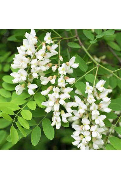 İdea Bahçe Tüplü Yoğun Kokulu Beyaz Çiçekli Akasya Fidanı 80-130 Cm