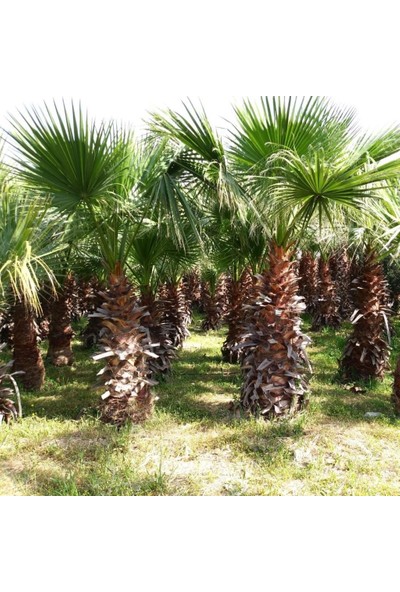 İdea Bahçe Tüplü Washingtonia Robusto Palmiye Ağacı Fidanı 150-200 Cm İdea Bahçe Tüplü Washingtonia Robusto Palmiye Ağacı Fidanı 150-200 Cm