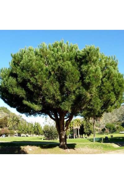 İdea Bahçe Tüplü Pinus Pinea Fıstık Çamı Fidanı 4 Yaş 100-150 Cm