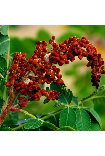 İdea Bahçe Tüplü Rhus Coriaria Sumak Ağacı Fidanı 60-100CM