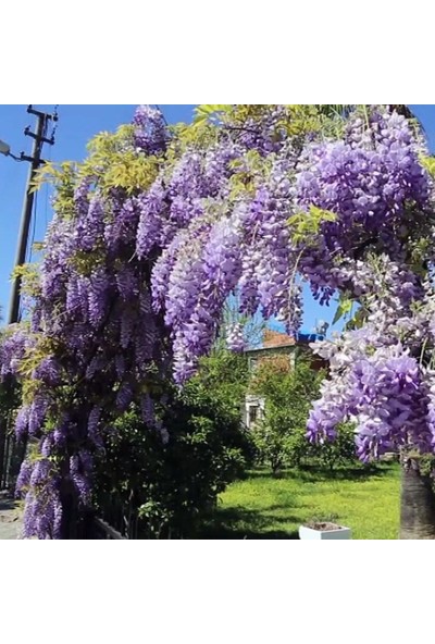 İdea Bahçe Tüplü Yoğun Kokulu Wisteria Sinensis Çin Mor Salkım Fidanı