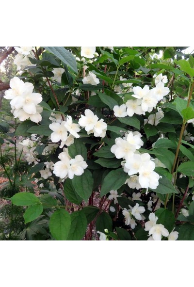 İdea Bahçe Tradescantia Flumensis Telgraf Çiçeği Fidesi5 Adet İdea Bahçe Tradescantia Flumensis Telgraf Çiçeği Fidesi5 Adet