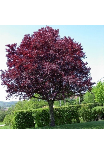 İdea Bahçe Tüplü Kırmızı Yapraklı Süs Eriği Ağacı Fidanı