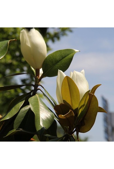 İdea Bahçe Tüplü Herdem Yeşil Manolya Ağacı Fidanı İdea Bahçe Tüplü Herdem Yeşil Manolya Ağacı Fidanı