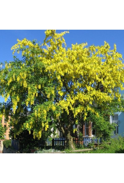 İdea Bahçe Tüplü Sarı Salkım Laburnum Fidanı