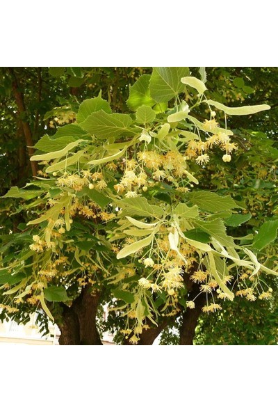 İdea Bahçe Tüplü Yoğun Kokulu Ihlamur Tilia Fidanı