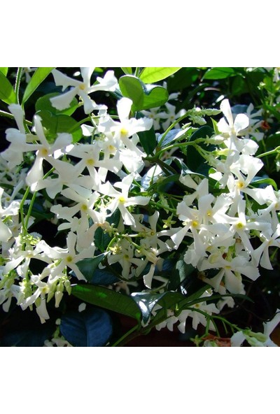 İdea Bahçe Tüplü Yoğun Kokulu Arap Yasemini Fidanı İdea Bahçe Tüplü Yoğun Kokulu Arap Yasemini Fidanı