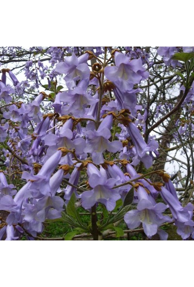 İdea Bahçe Tüplü Yoğun Kokulu Paulownia Tomentosa Fidanı 60-100 Cm
