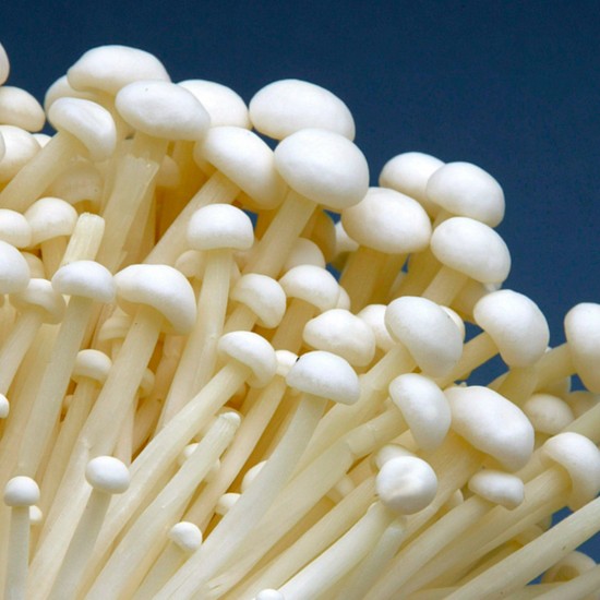 Polski Mycelium Enoki Mantarı Sıvı Miseli (Tohumu) 5 Ml, Fiyatı