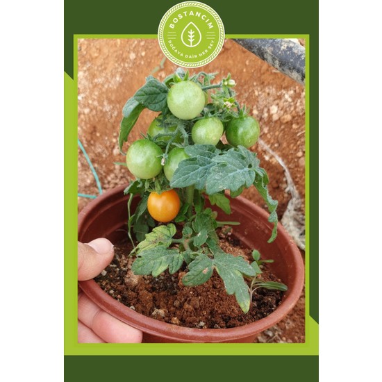 Serada Decor Plant Bodur Cherry Domates Tohumu (30 Adet) Fiyatı