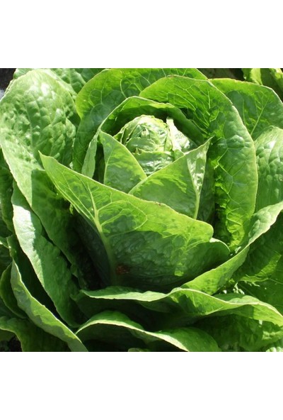 İdea Bahçe Düz Yedikule Marul Fidesi 5'li