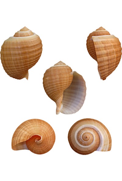 Tonna Cepa 4 Tonna Cepa 4