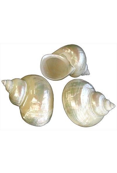 Turkuaz Hediyelik Turbo Burgess Sedefli 3