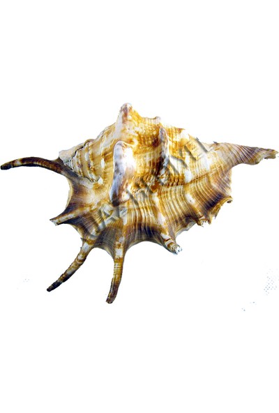 Turkuaz Hediyelik Lambıs Lambıs / Büyük