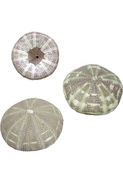 Turkuaz Hediyelik Deniz Kestanesi - Alfonzo Turkuaz Hediyelik Deniz Kestanesi - Alfonzo