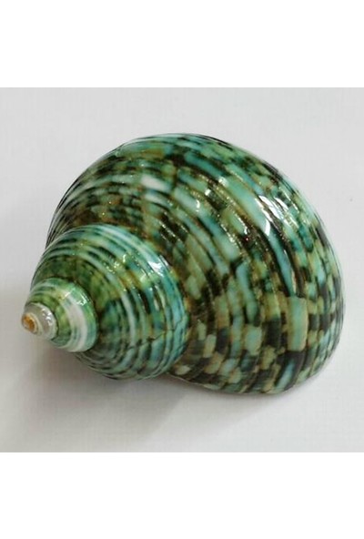 Turbo Crassus Polıshed - Orta Turbo Crassus Polıshed - Orta