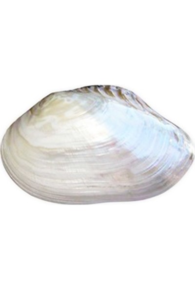 Turkuaz Hediyelik Macabe Pearlızed 11