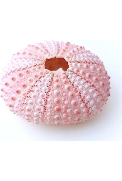 Deniz Kestanesi-Pembe Deniz Kestanesi-Pembe